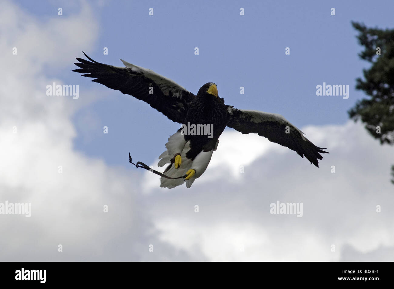 Eagle warwick castle hi-res stock photography and images - Alamy