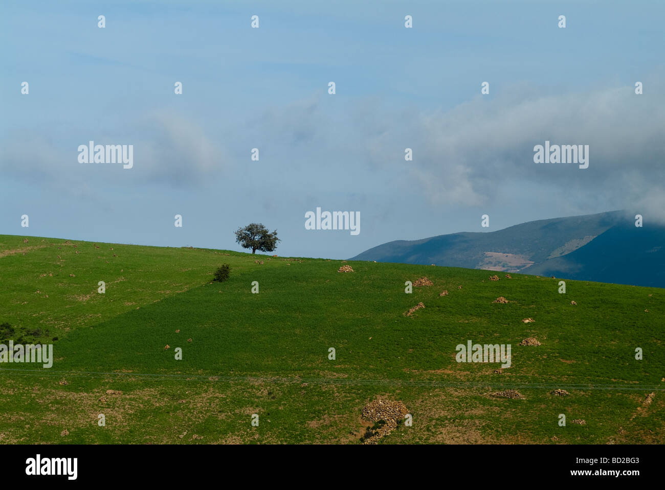 Lone tree in the agricultural fields in the Rif mountains Morocco Stock ...