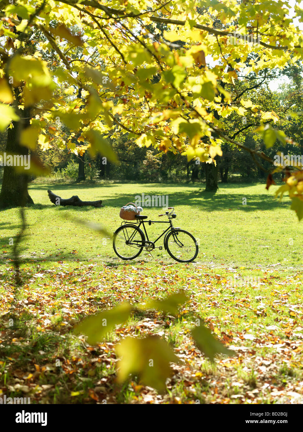 Left foliage hi-res stock photography and images - Alamy