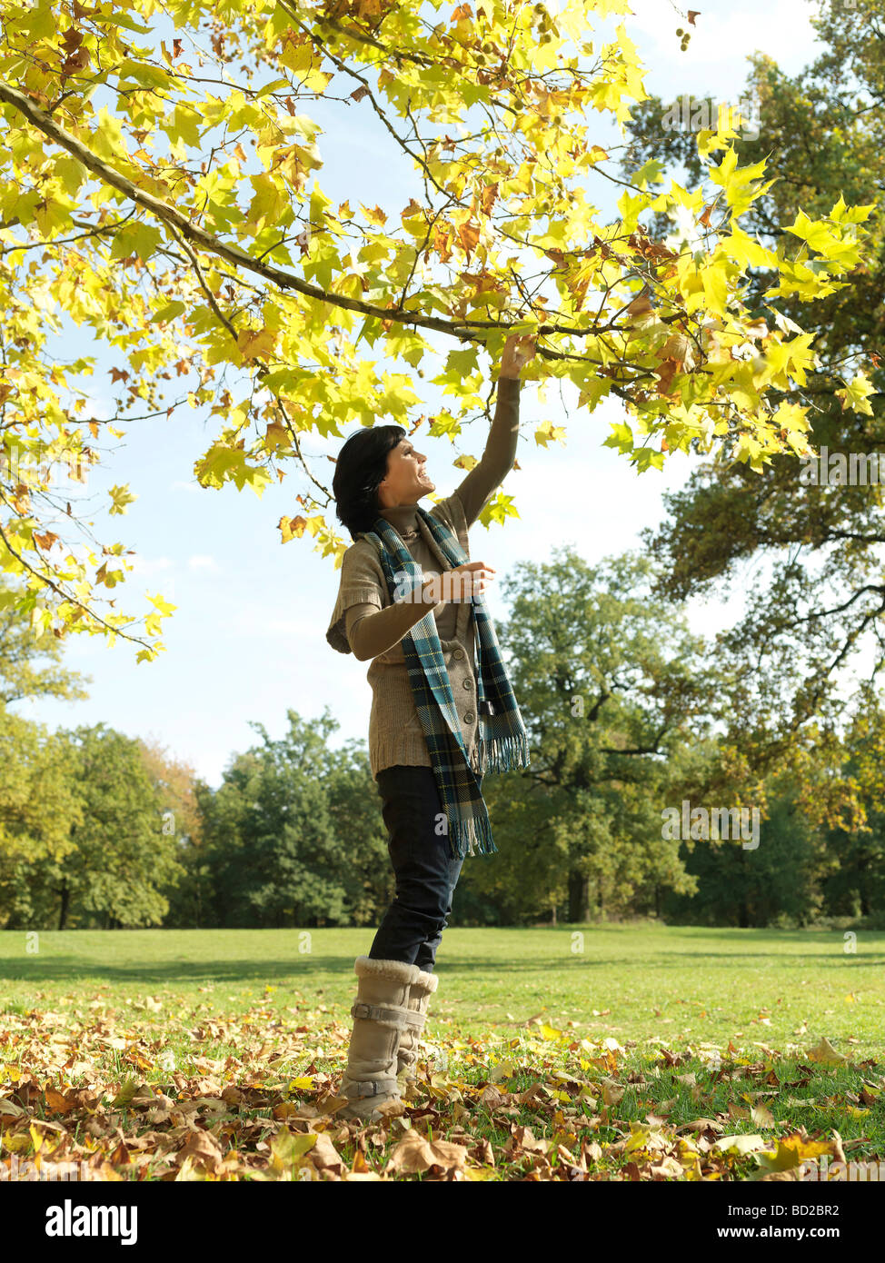 Woman picking leaves off Autumn branches Stock Photo - Alamy