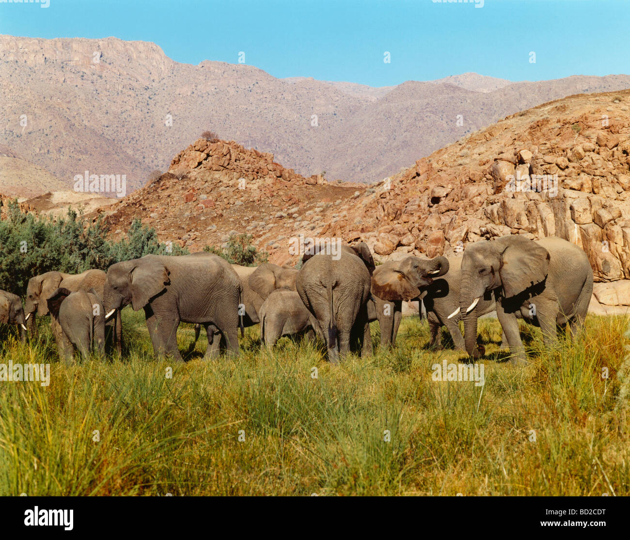 Family of desert elephants in Namibia Stock Photo - Alamy