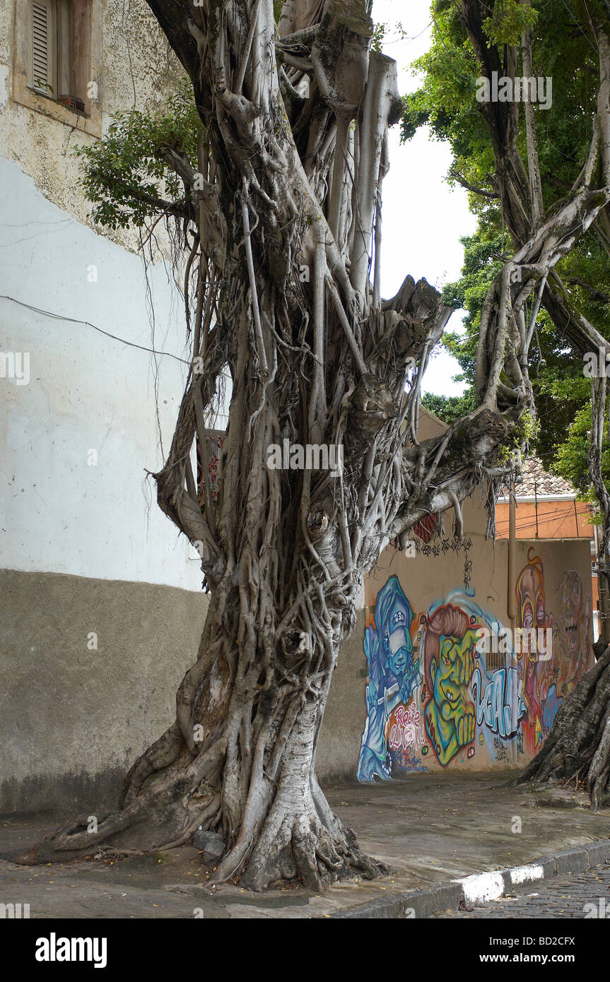 Tree on street in Olinda Recife Brazil Stock Photo - Alamy