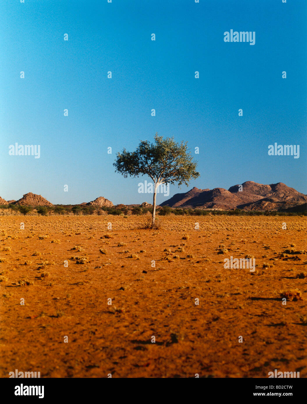 Single tree in desert, hills behind Stock Photo - Alamy