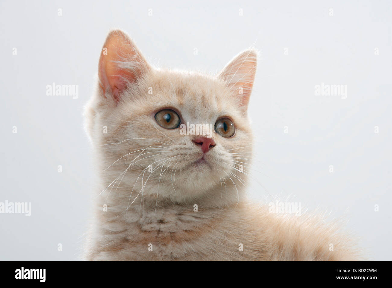 British shorthair kitten cream hi-res stock photography and images - Alamy