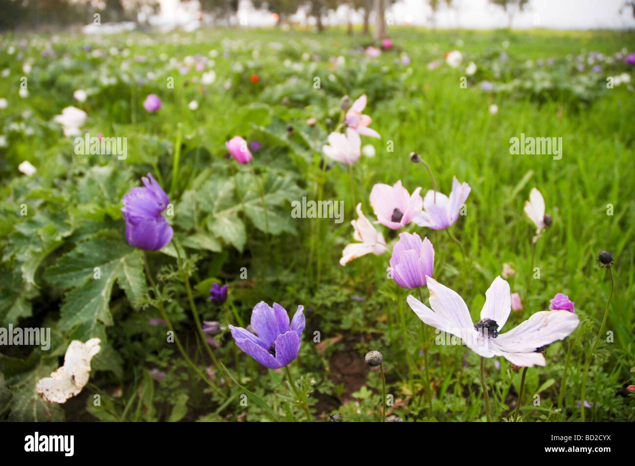 Israel A field of Purple pink and white Anemone coronaria AKA Spanish ...