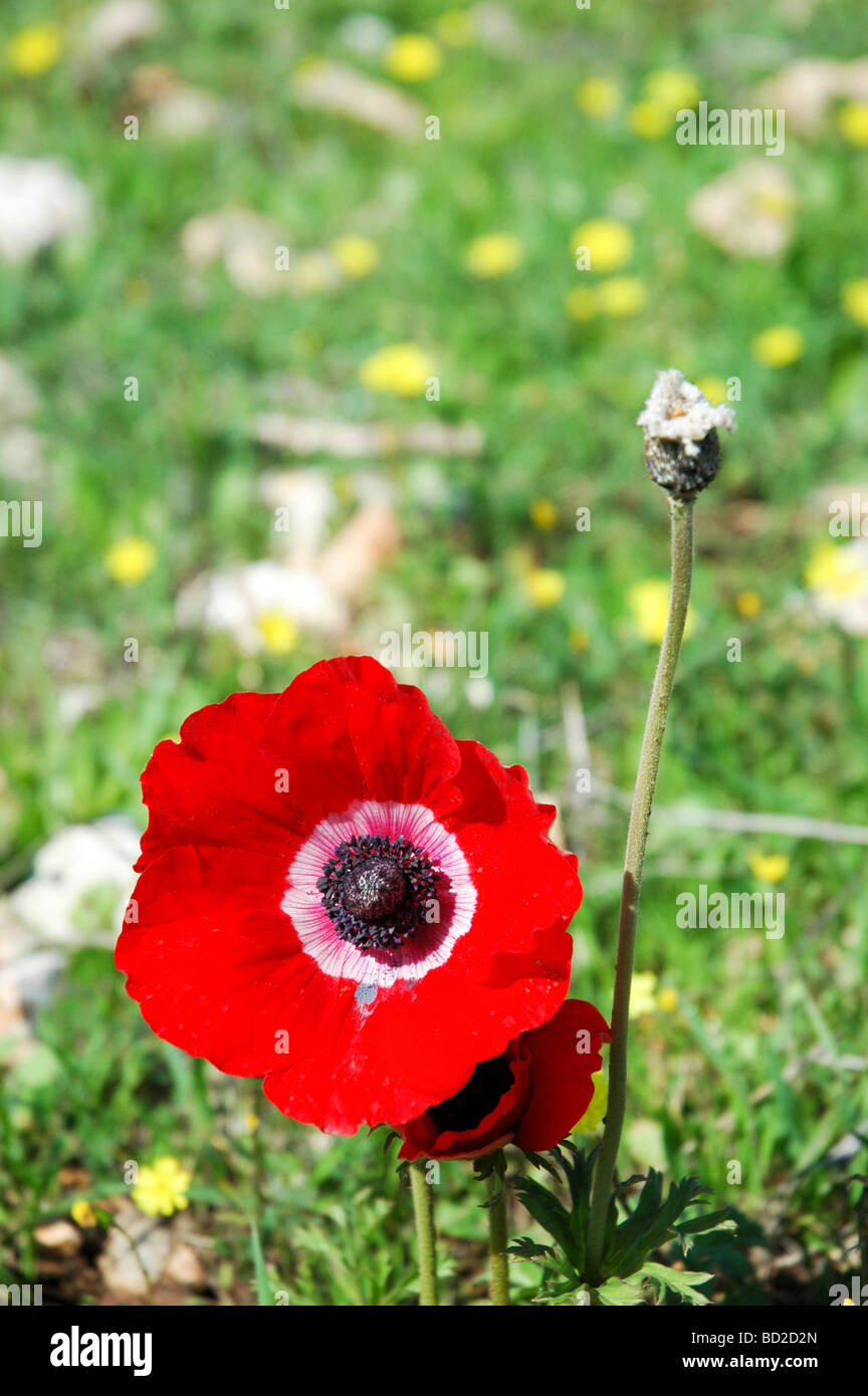 Israel Anemone coronaria AKA Spanish marigold or Kalanit in Hebrew ...