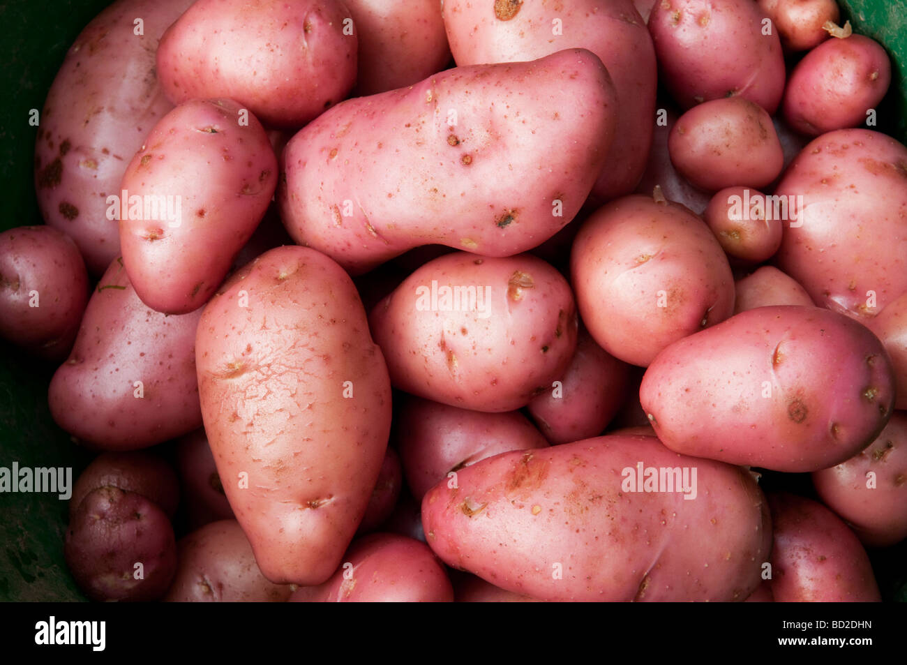 Desiree potatoes hi-res stock photography and images - Alamy