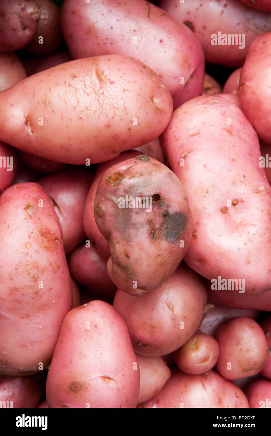Organic Desiree potatoes with slug damage Stock Photo - Alamy