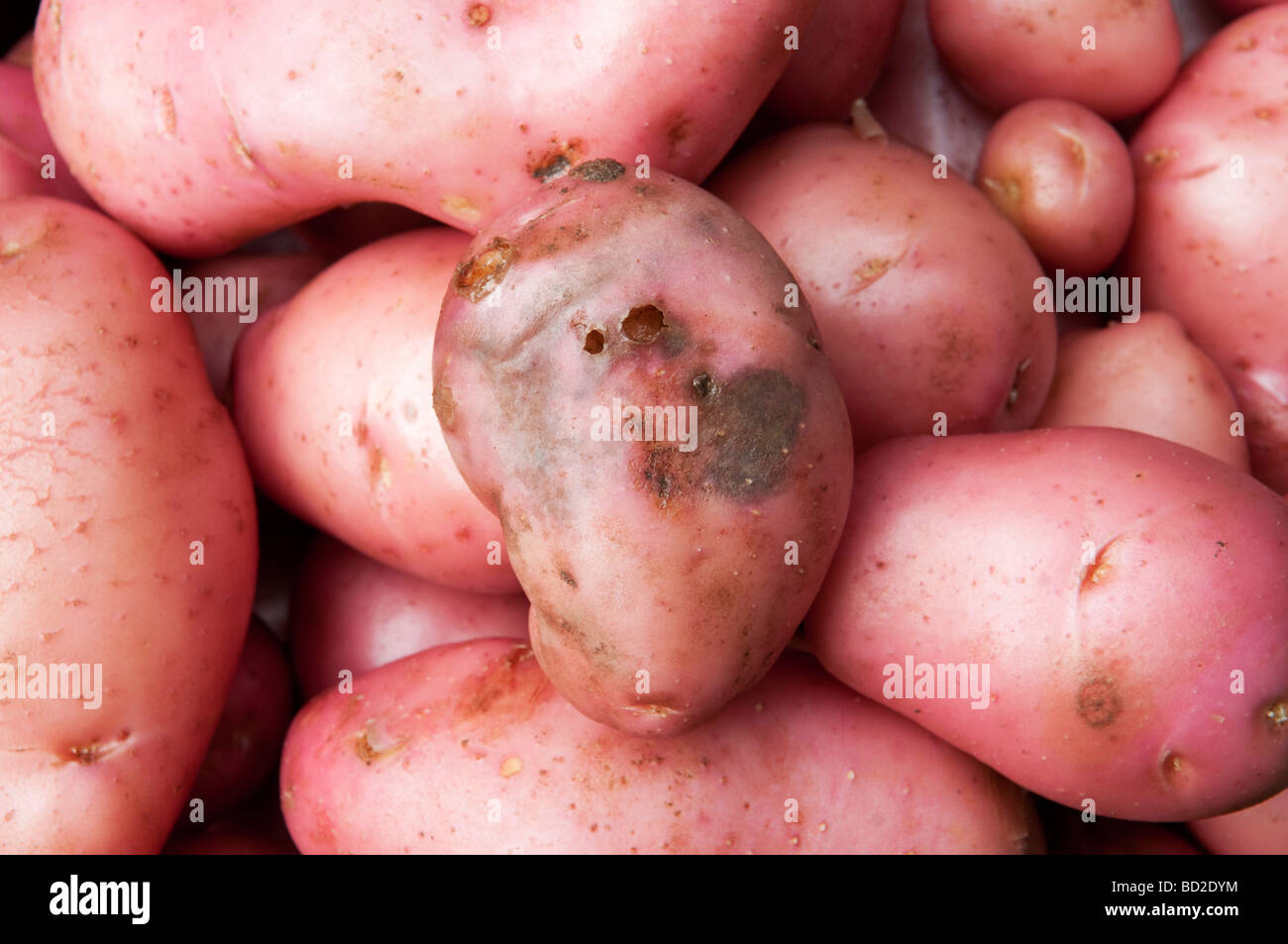 Desiree potatoes hi-res stock photography and images - Alamy