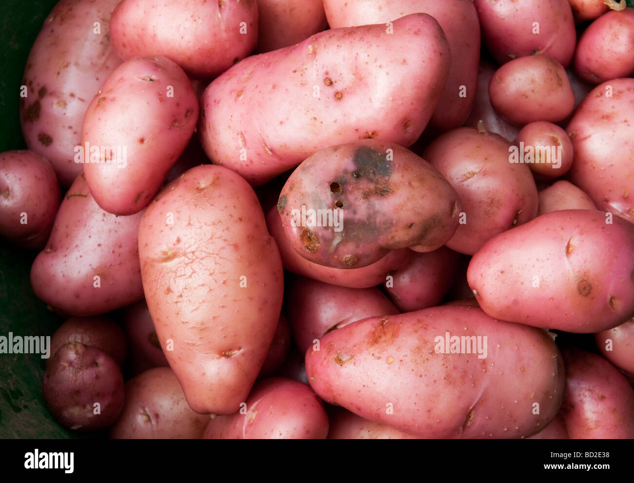 Organic Desiree potatoes with slug damage Stock Photo - Alamy