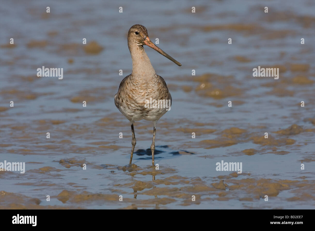 Black Tailed Godwit, Limosa limosa, Norfolk, UK Stock Photo - Alamy