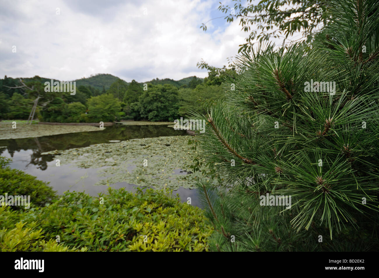 Detail of japanese pine tree foliage and pond. Japanese garden at Ryoan ...