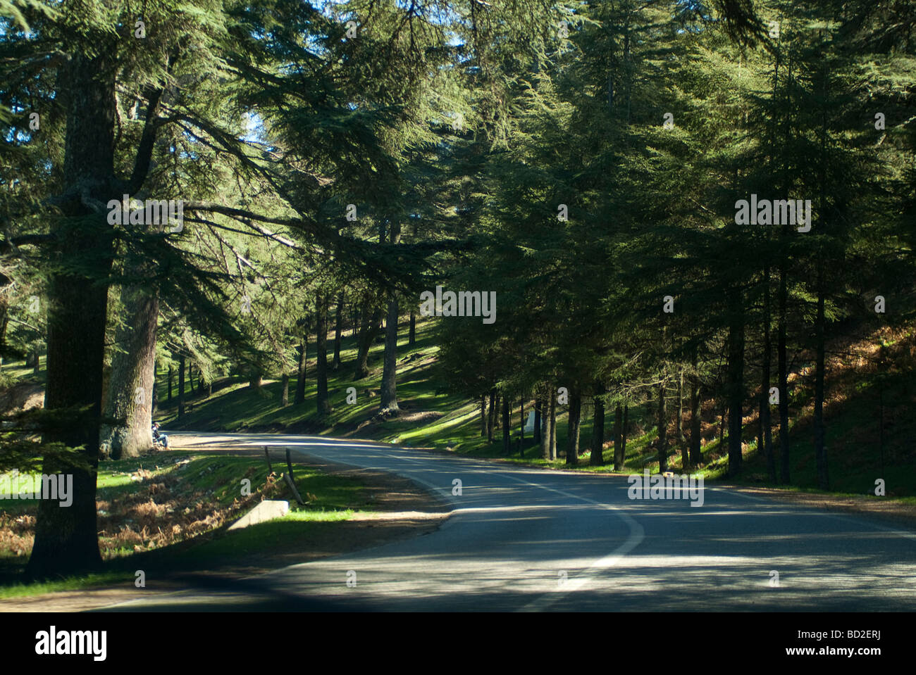 Road and the pine forest near Ketama Rif Mountains Morocco Stock Photo ...
