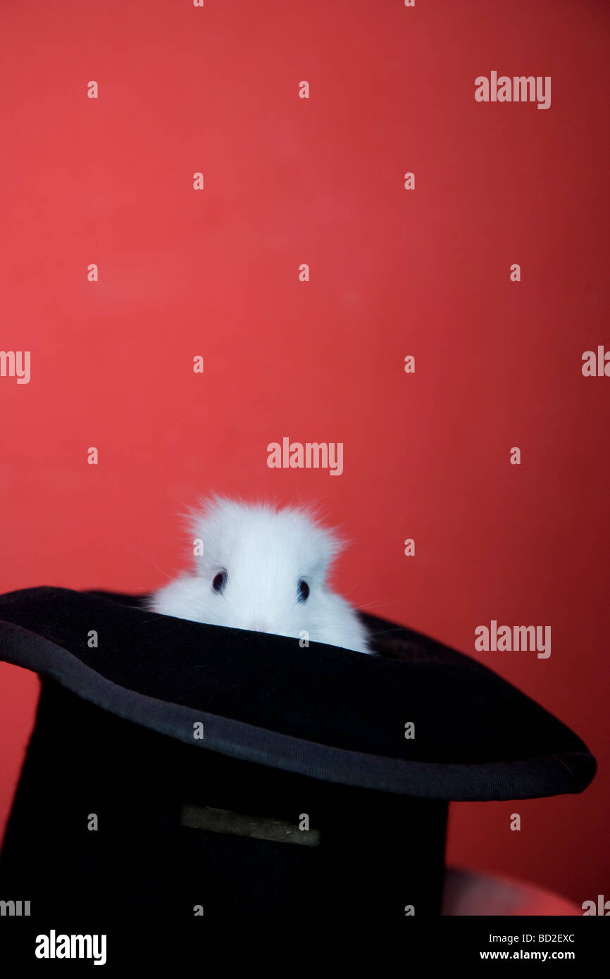 Black bunny hat hi-res stock photography and images - Alamy