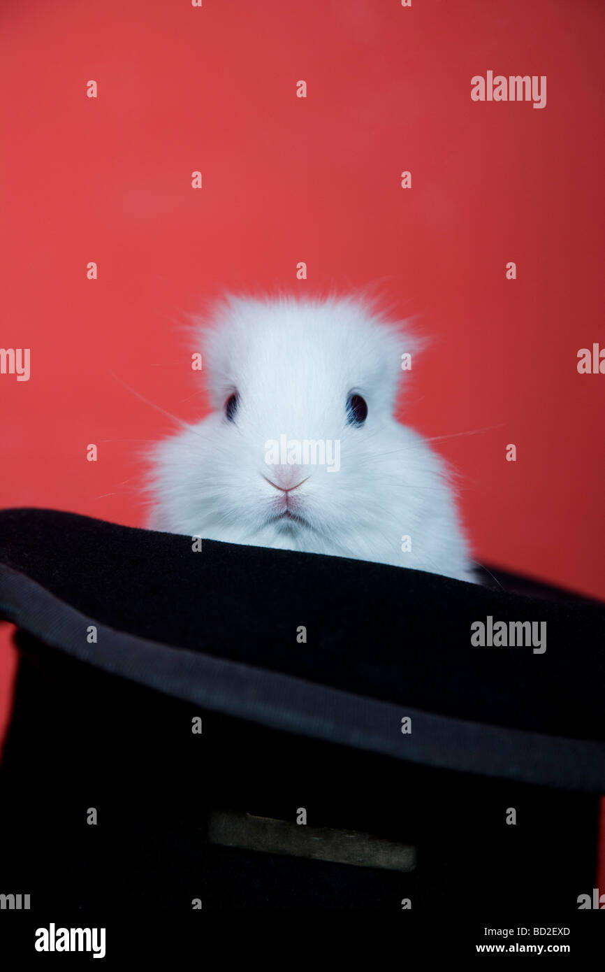 white rabbit in hat Stock Photo - Alamy