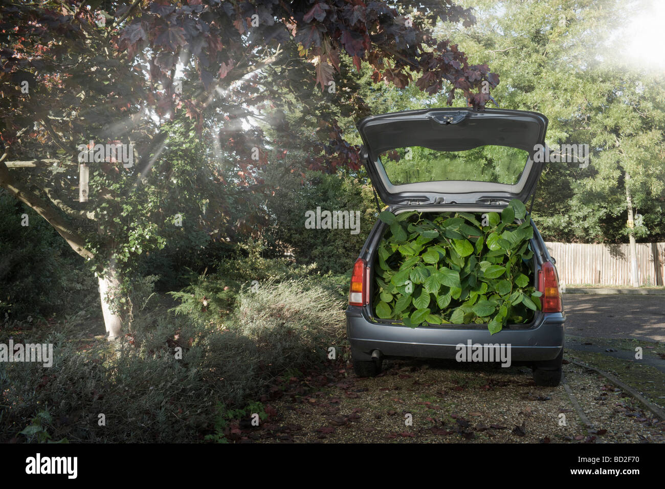 Car filled with green vegetation Stock Photo - Alamy