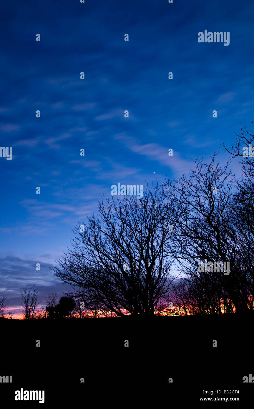 Twilight tree hi-res stock photography and images - Alamy