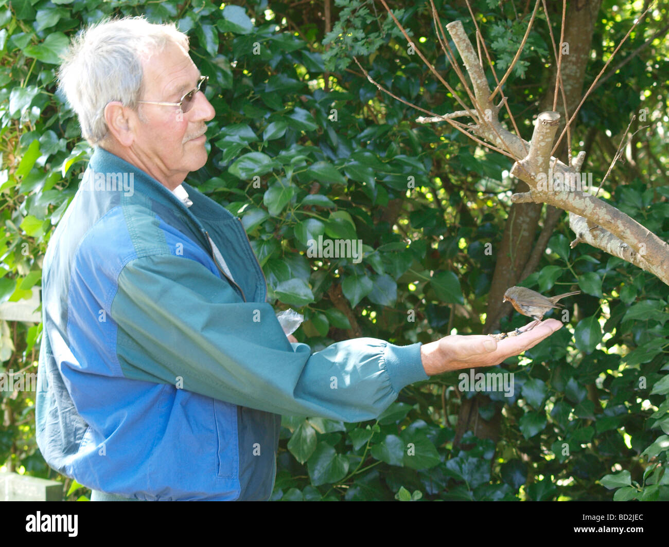 Man hand feeding a robin Stock Photo - Alamy
