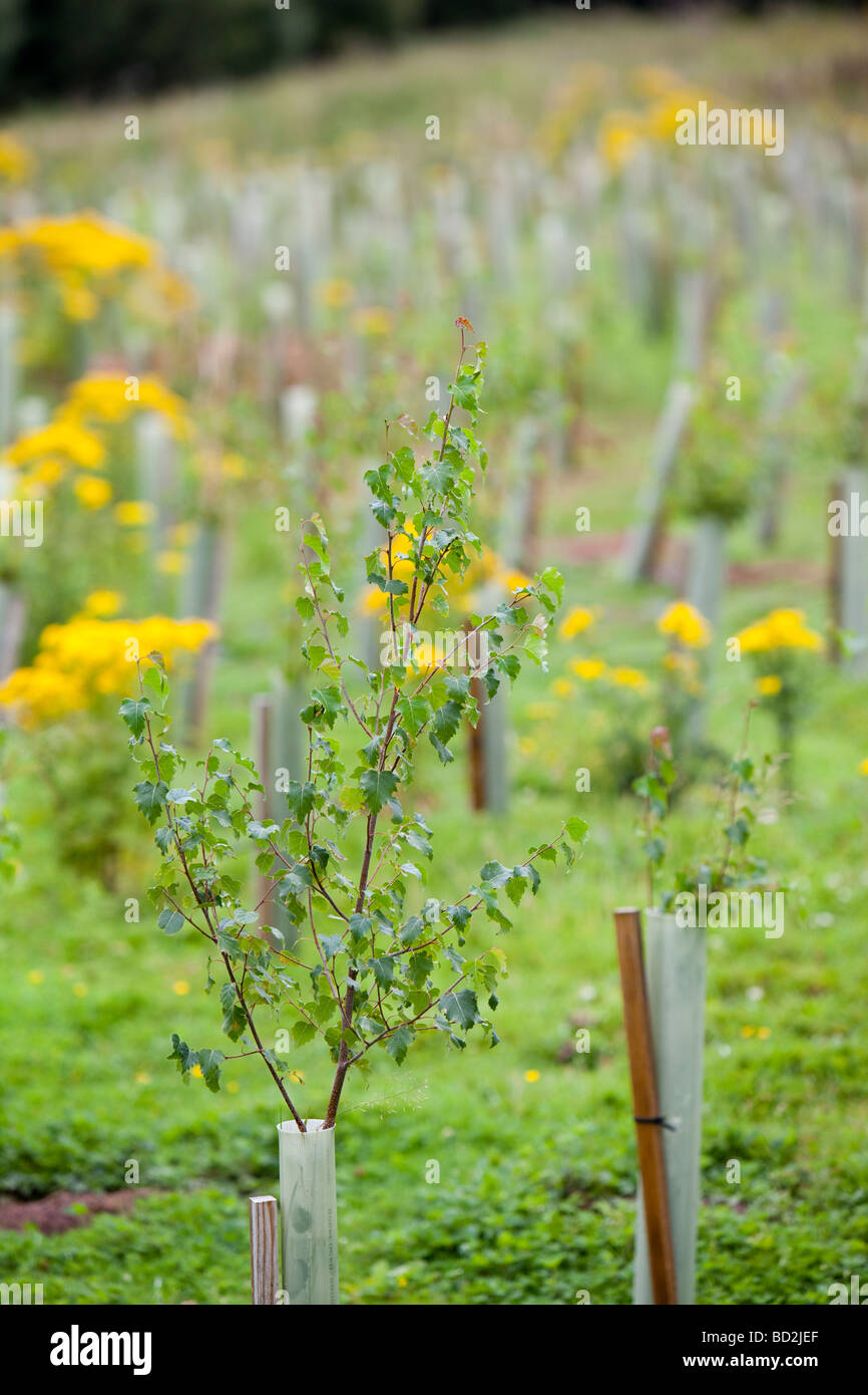 Tree planting by the carbon offset company, C02 balance at Sand Martin ...