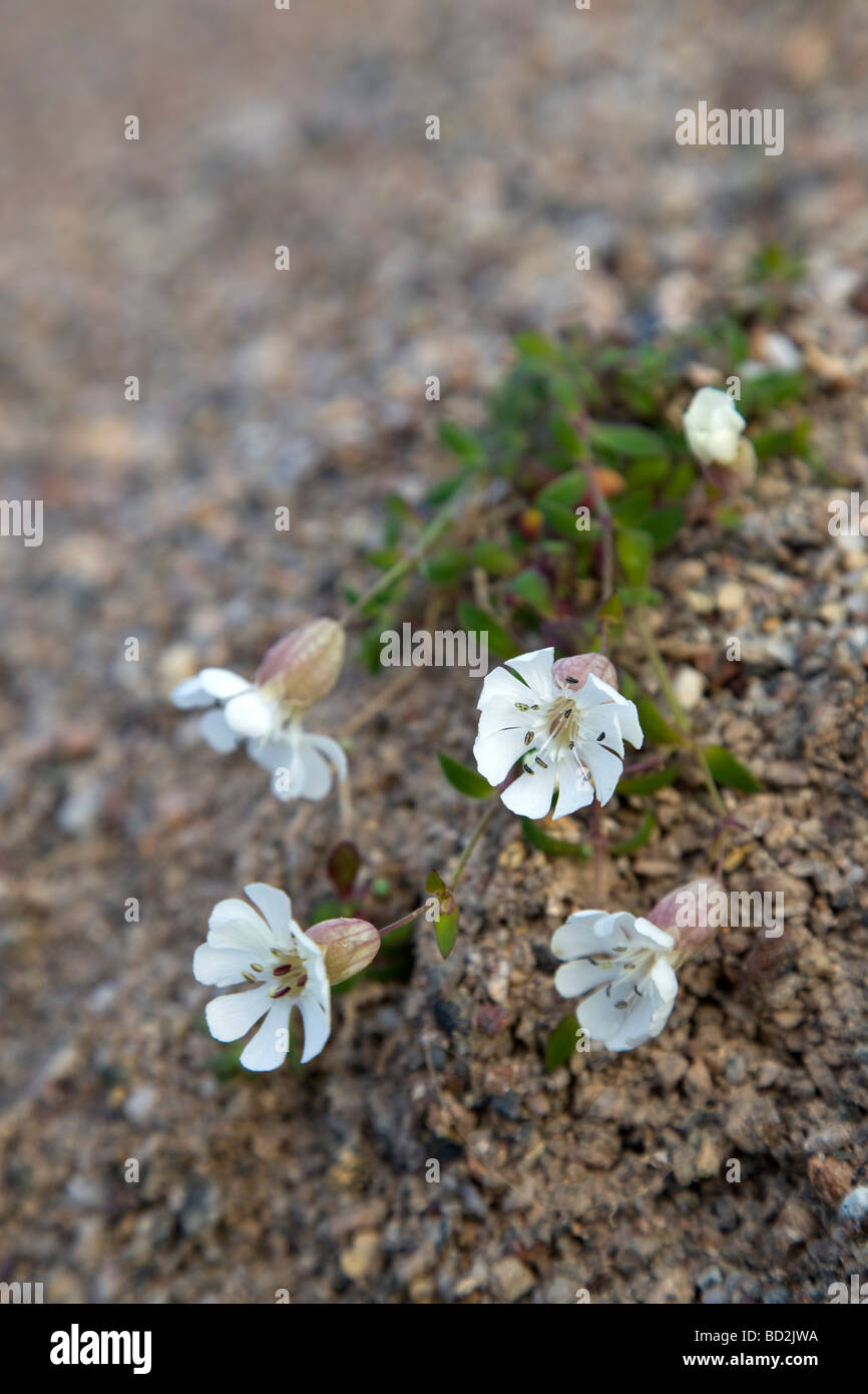 sea campion Silene maritima taken at Geevor cornwall Stock Photo - Alamy