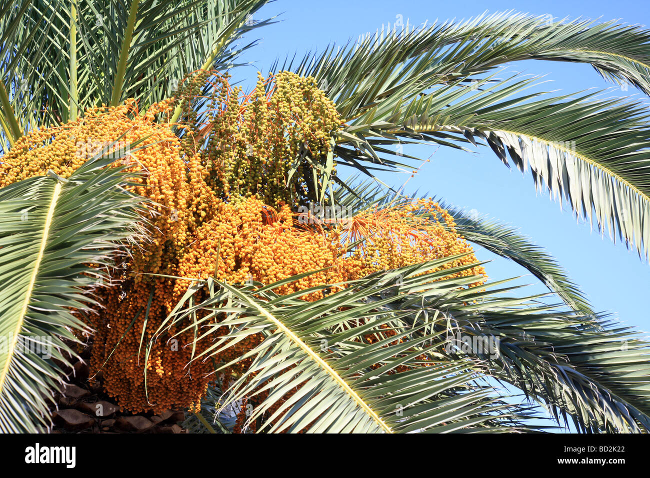 Cretan date palm hi-res stock photography and images - Alamy
