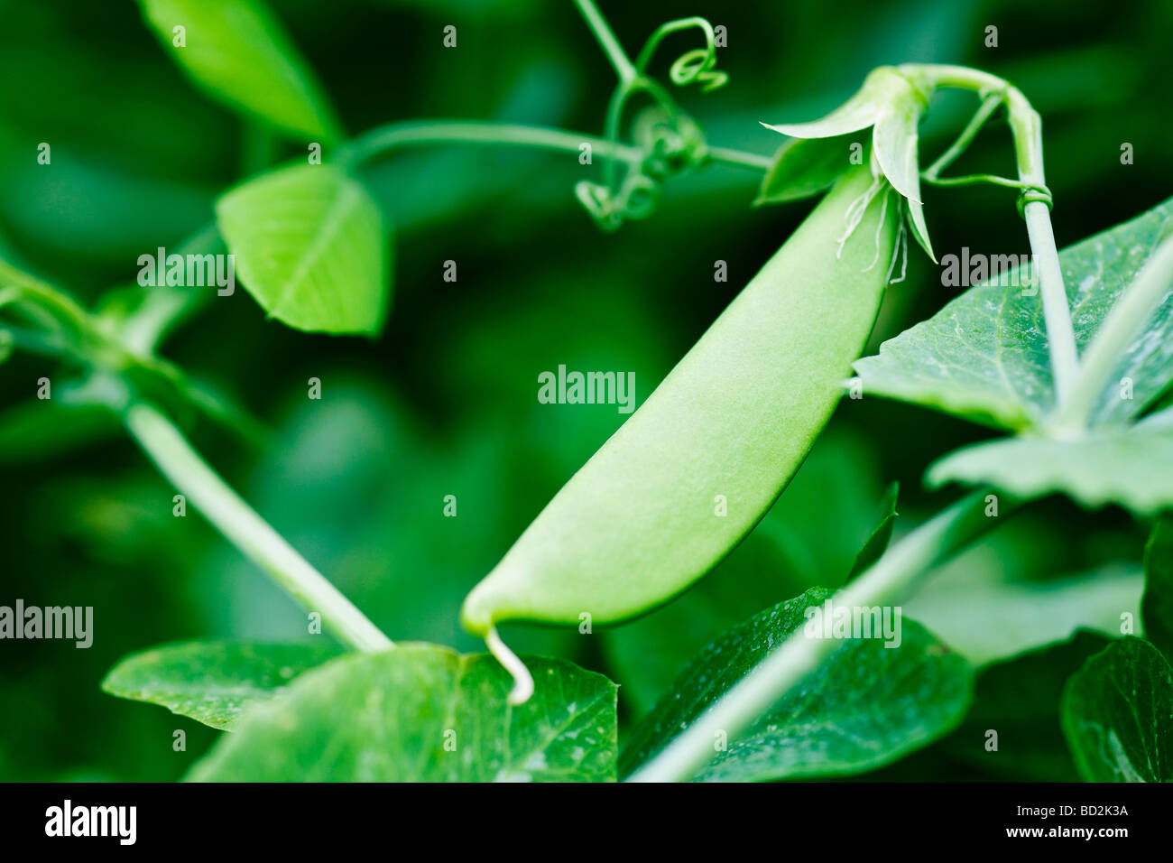 Picking peas pod hi-res stock photography and images - Alamy