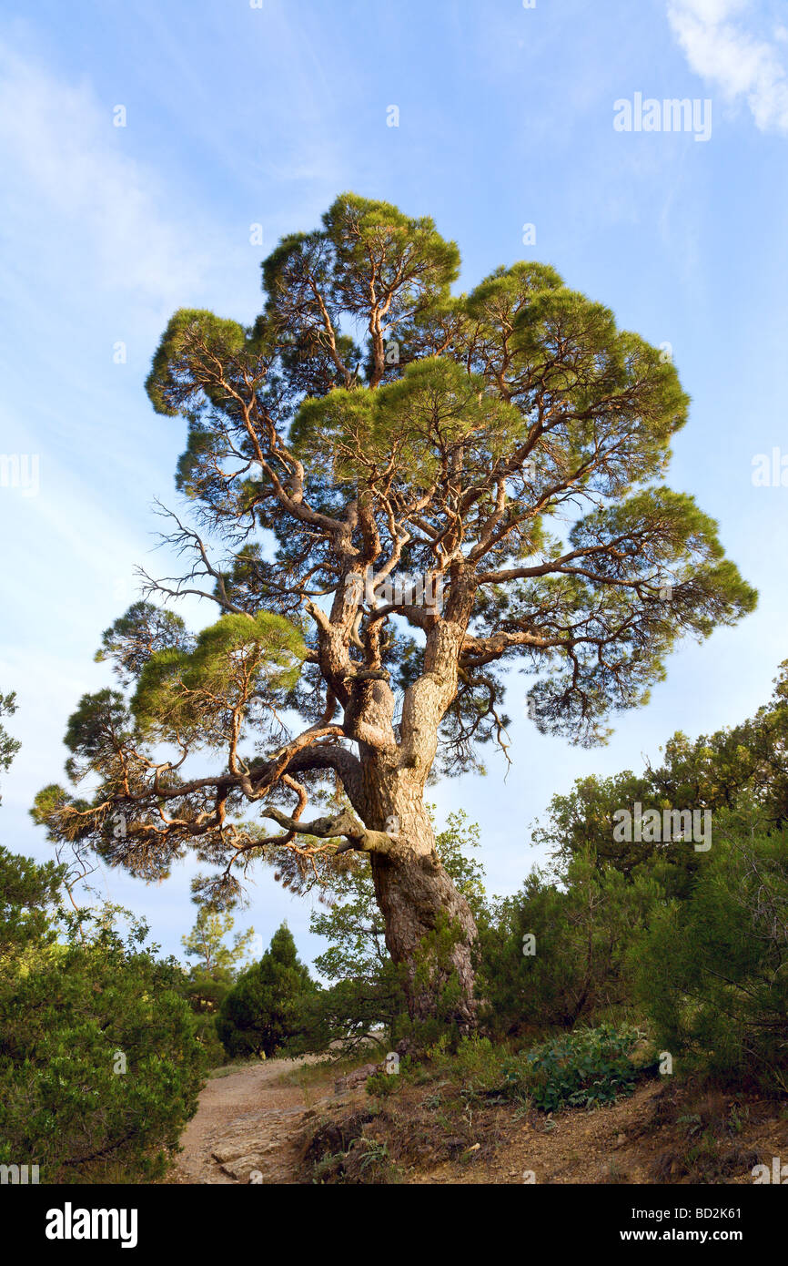 big juniper tree on sky background ("Novyj Svit" reserve, Crimea ...