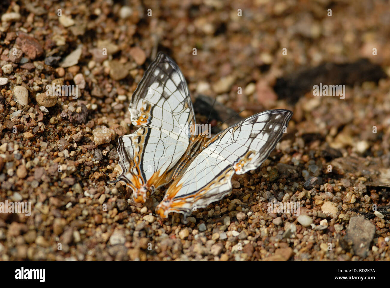 Common Map (Cyrestis thyodamas Stock Photo - Alamy