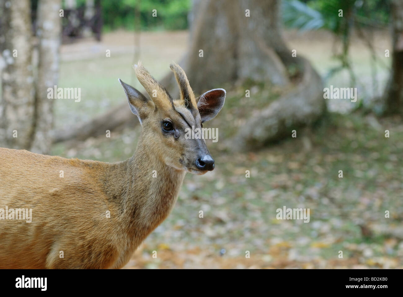 Common Muntjac / Indian Muntjac (Muntiacus muntjak) closeup Stock Photo ...