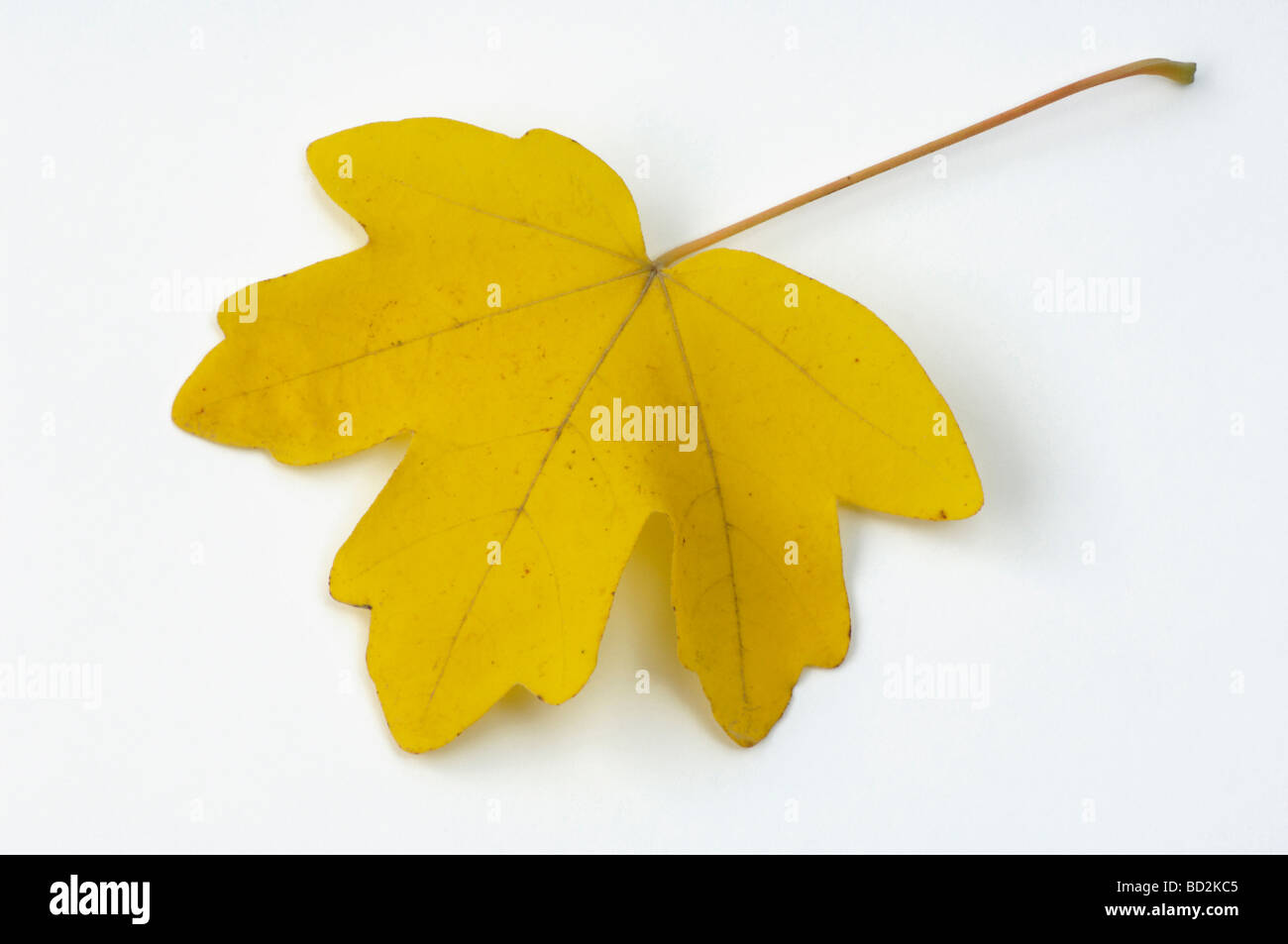 Field Maple, Hedge Maple (Acer campestre), autumn leaf, studio picture ...