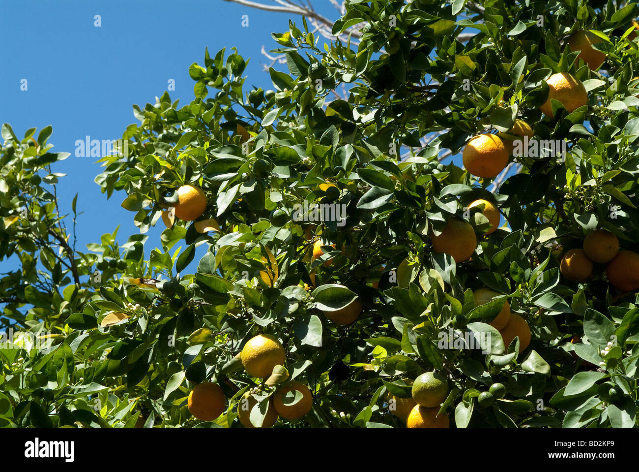 Orange tree with fruit Morocco Stock Photo - Alamy