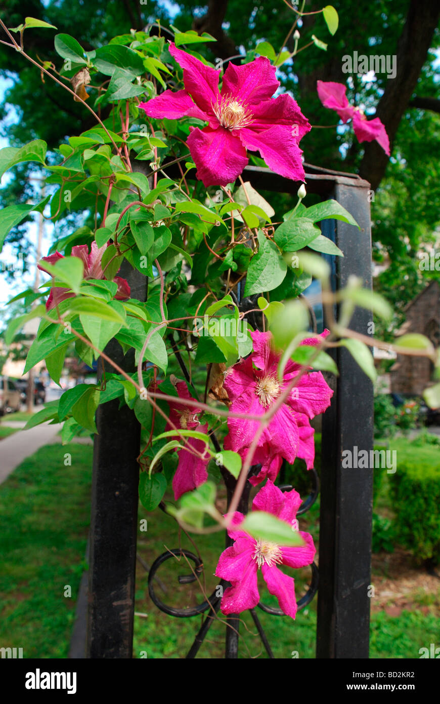 Climbing vine Clematis Atragene with open red flowers vertical Stock Photo - Alamy