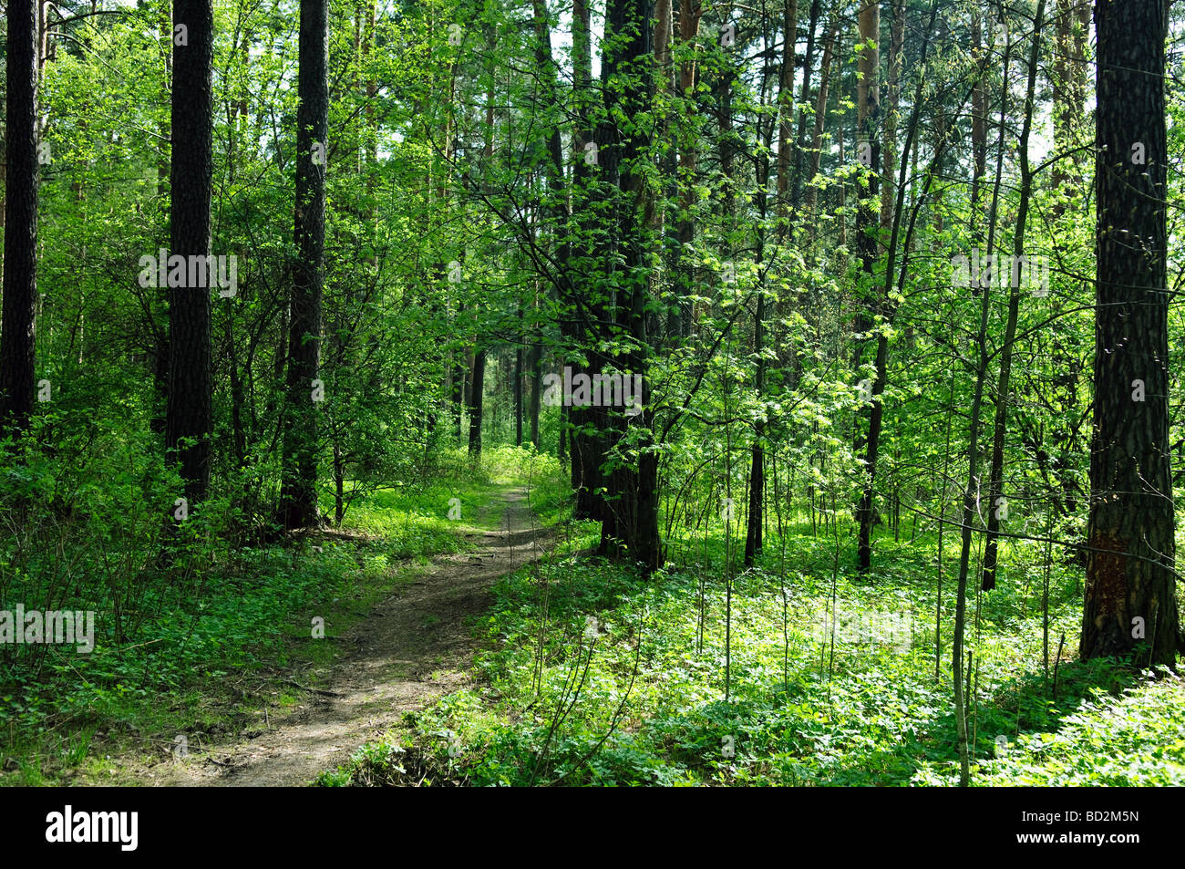Forest tourist hike trip road landscape horizontal Stock Photo - Alamy