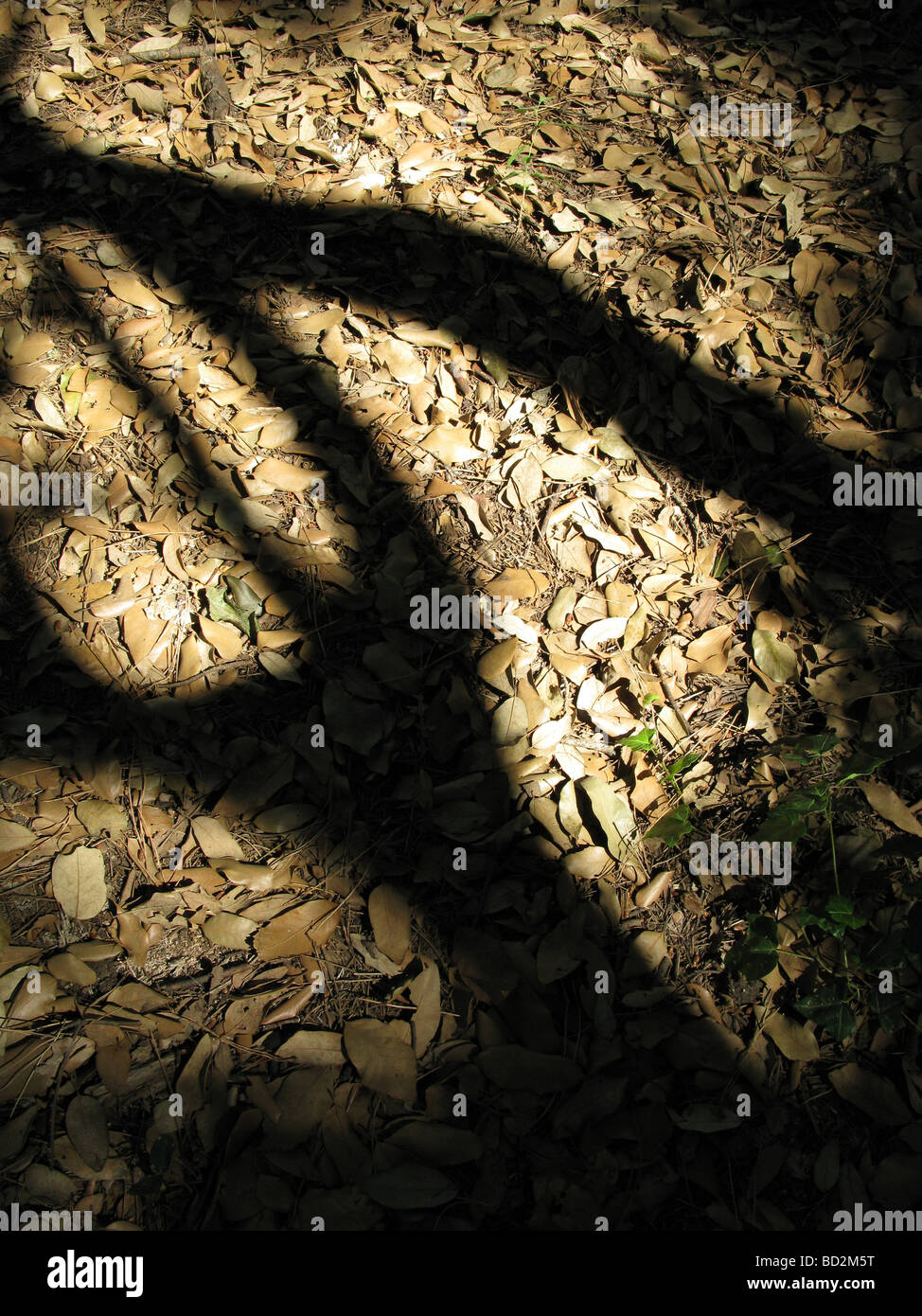 tree branches shadow inside on old dark forest floor Stock Photo - Alamy
