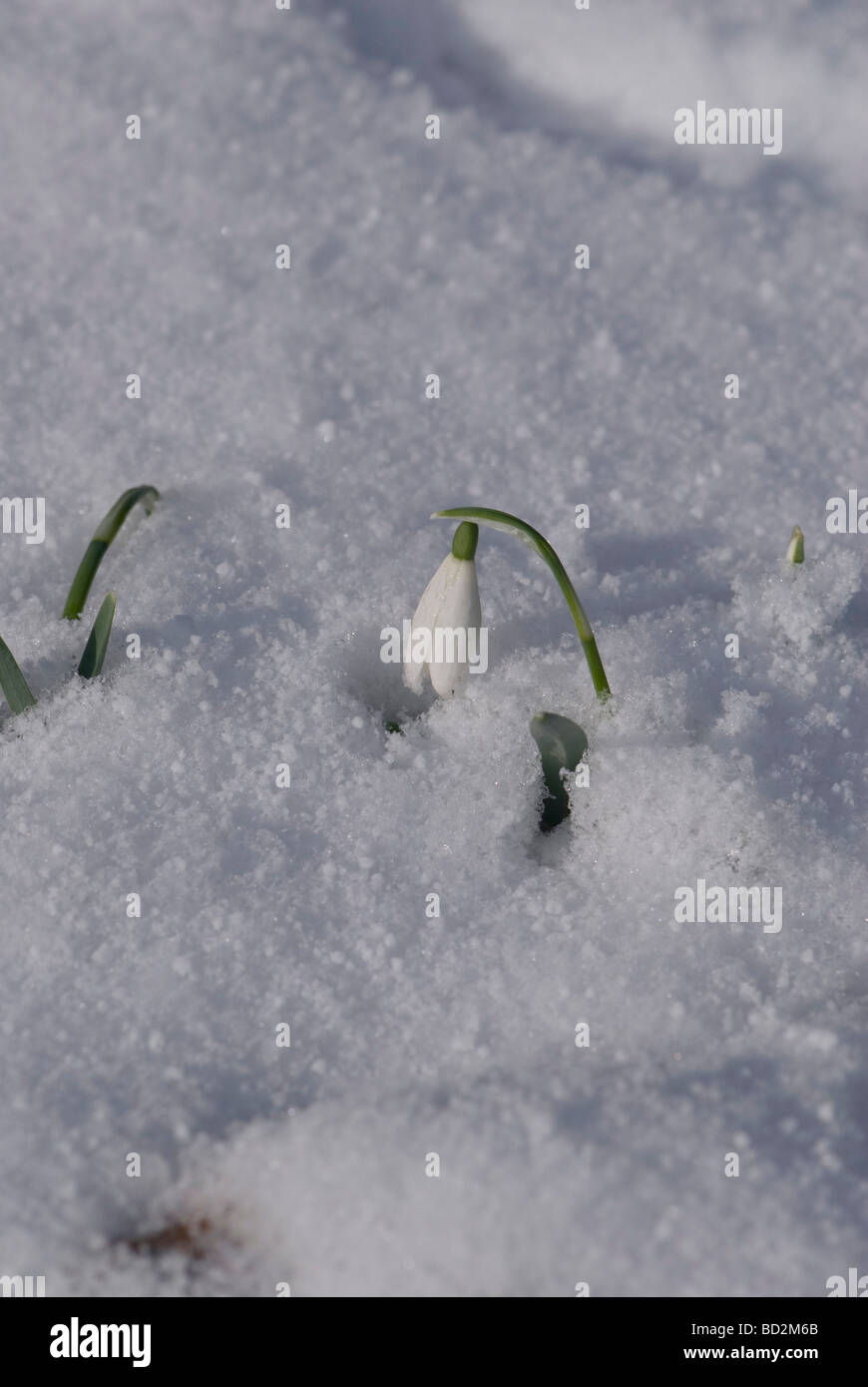 Snowdrop emerging from snow layer Stock Photo - Alamy