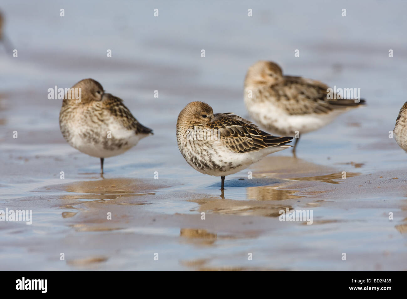 Dunlin, Calidris alpina, Norfolk, UK Stock Photo - Alamy