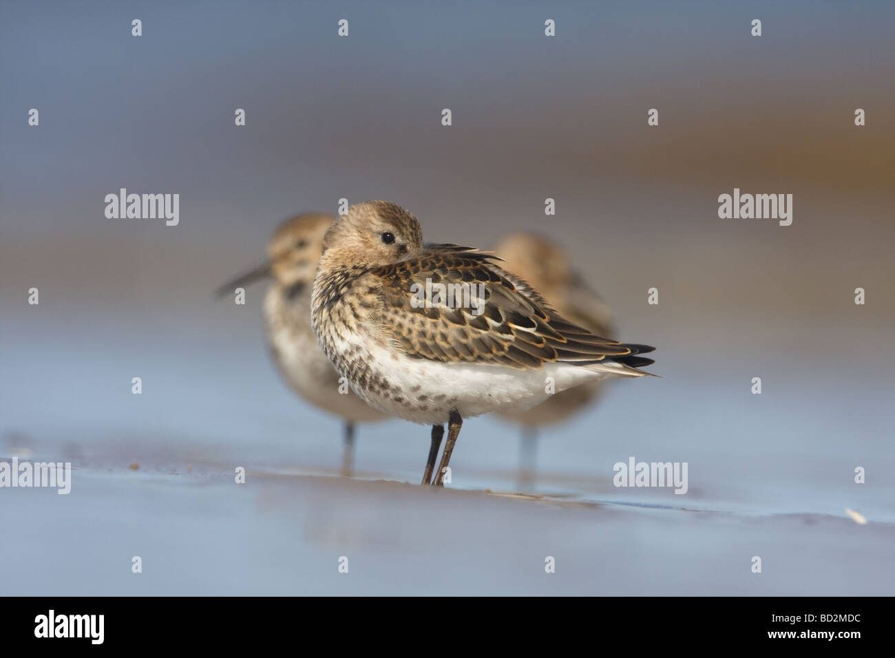 Dunlin, Calidris alpina, Norfolk, UK Stock Photo - Alamy