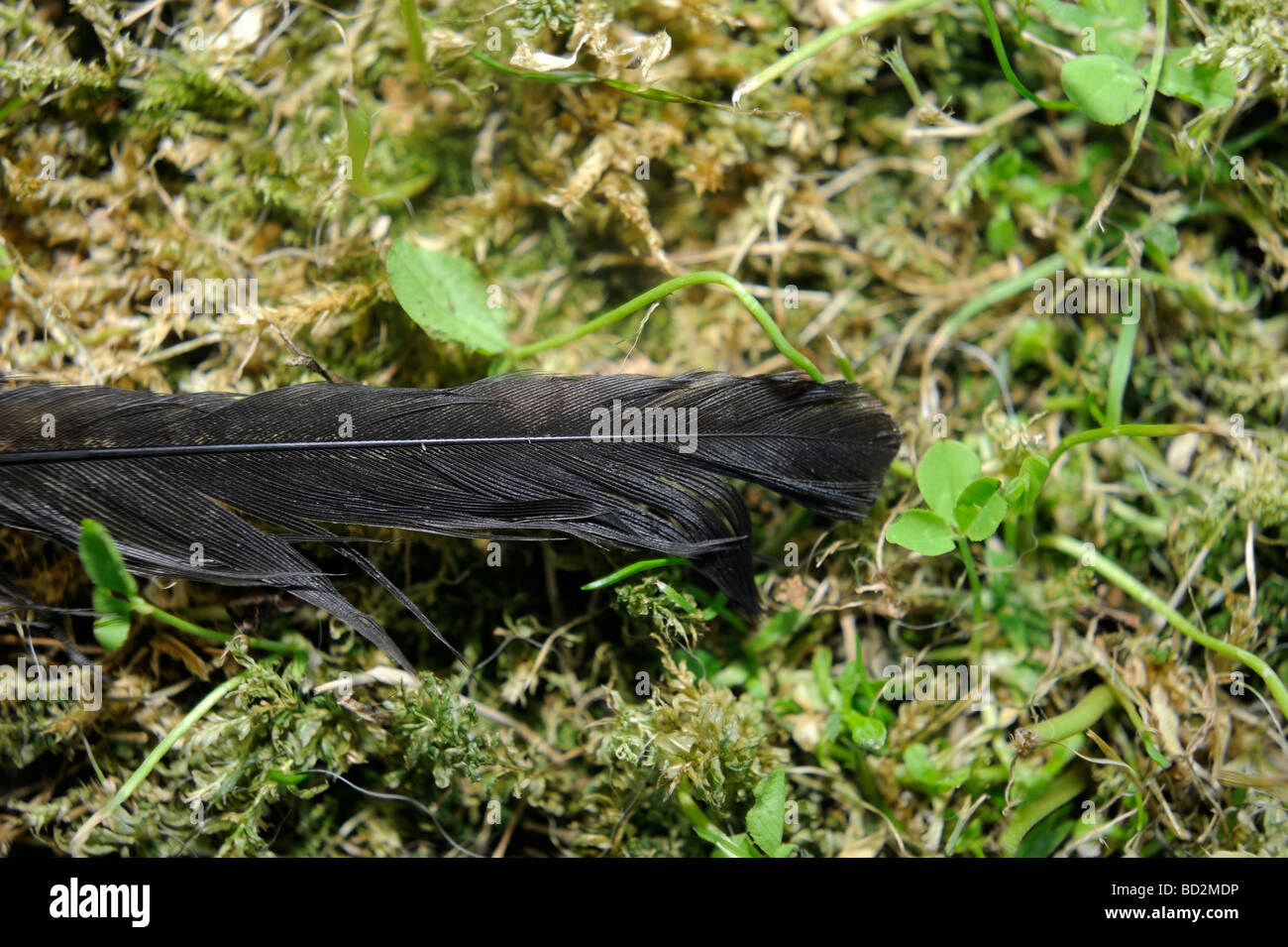 Featherlet hi-res stock photography and images - Alamy