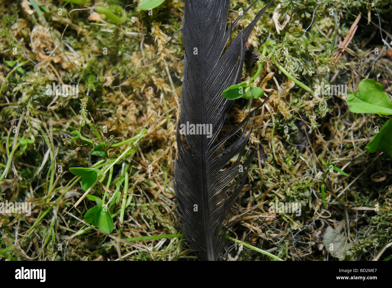 Feather in needles forest Stock Photo - Alamy