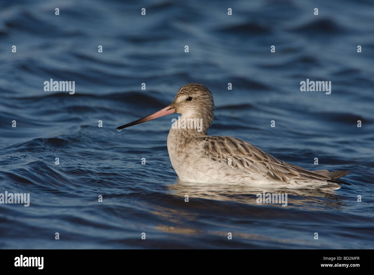 Bar Tailed Godwit, Limosa lapponica, Norfolk UK Stock Photo - Alamy