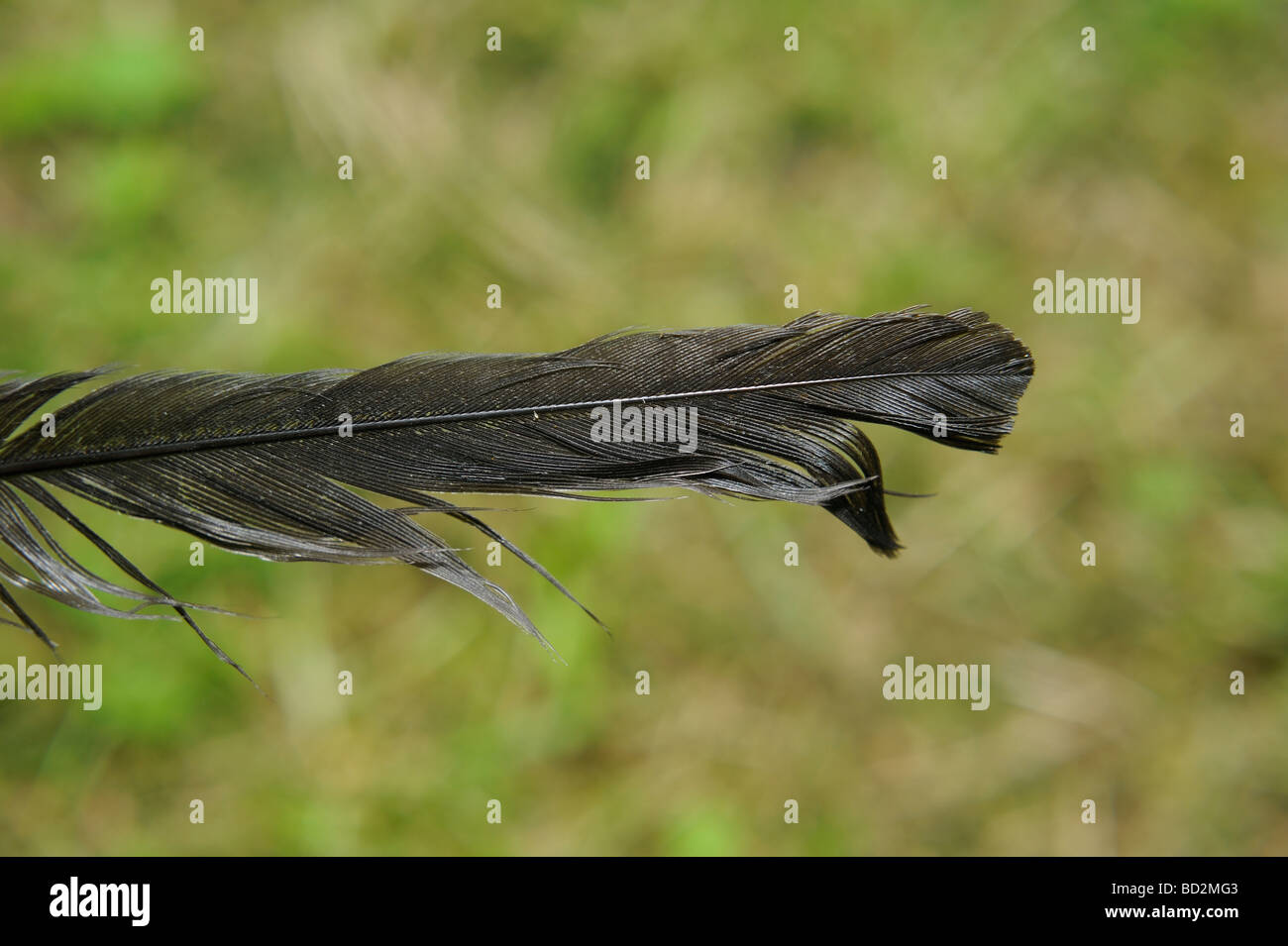 Featherlet hi-res stock photography and images - Alamy