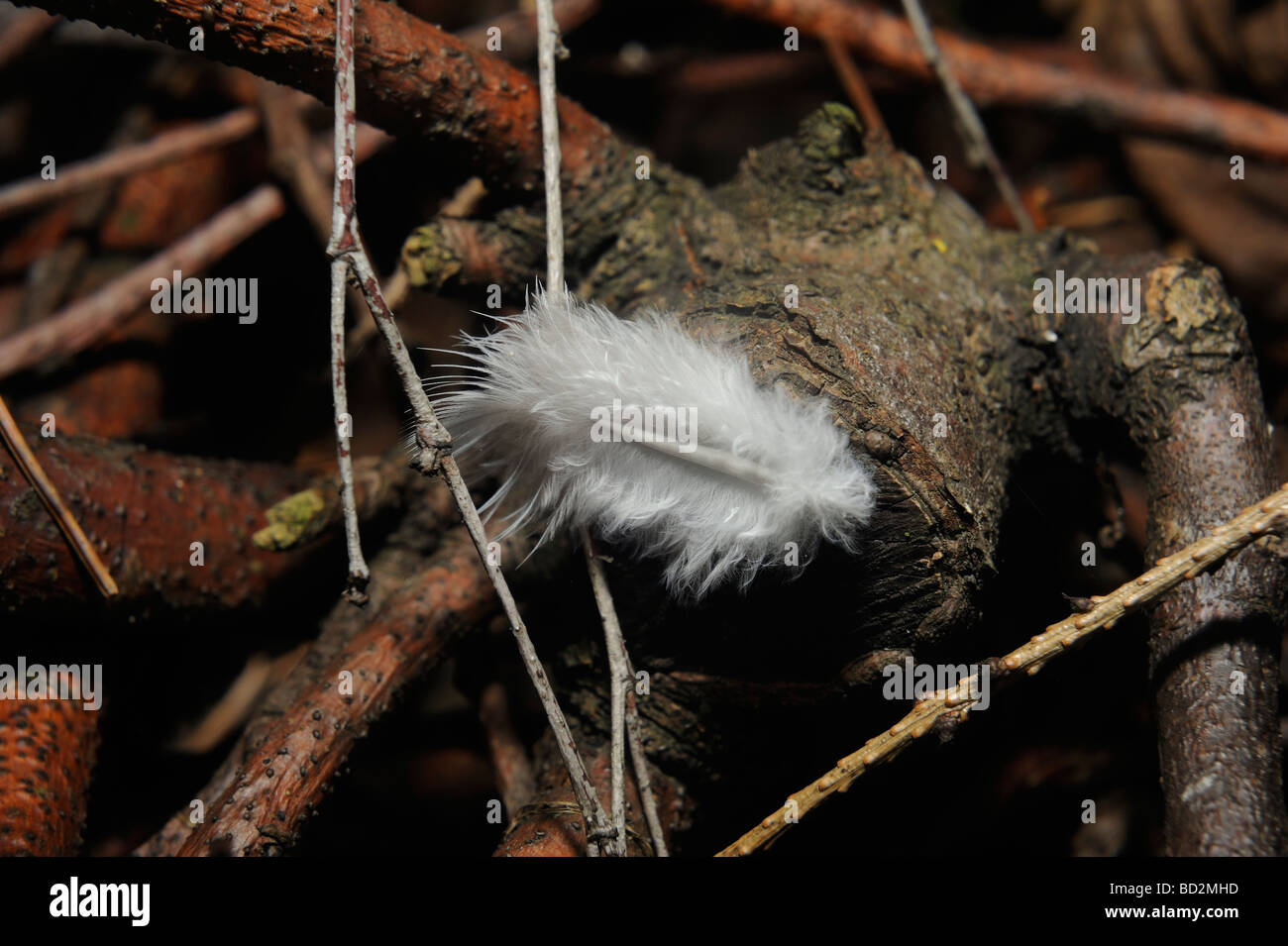 Featherlet hi-res stock photography and images - Alamy