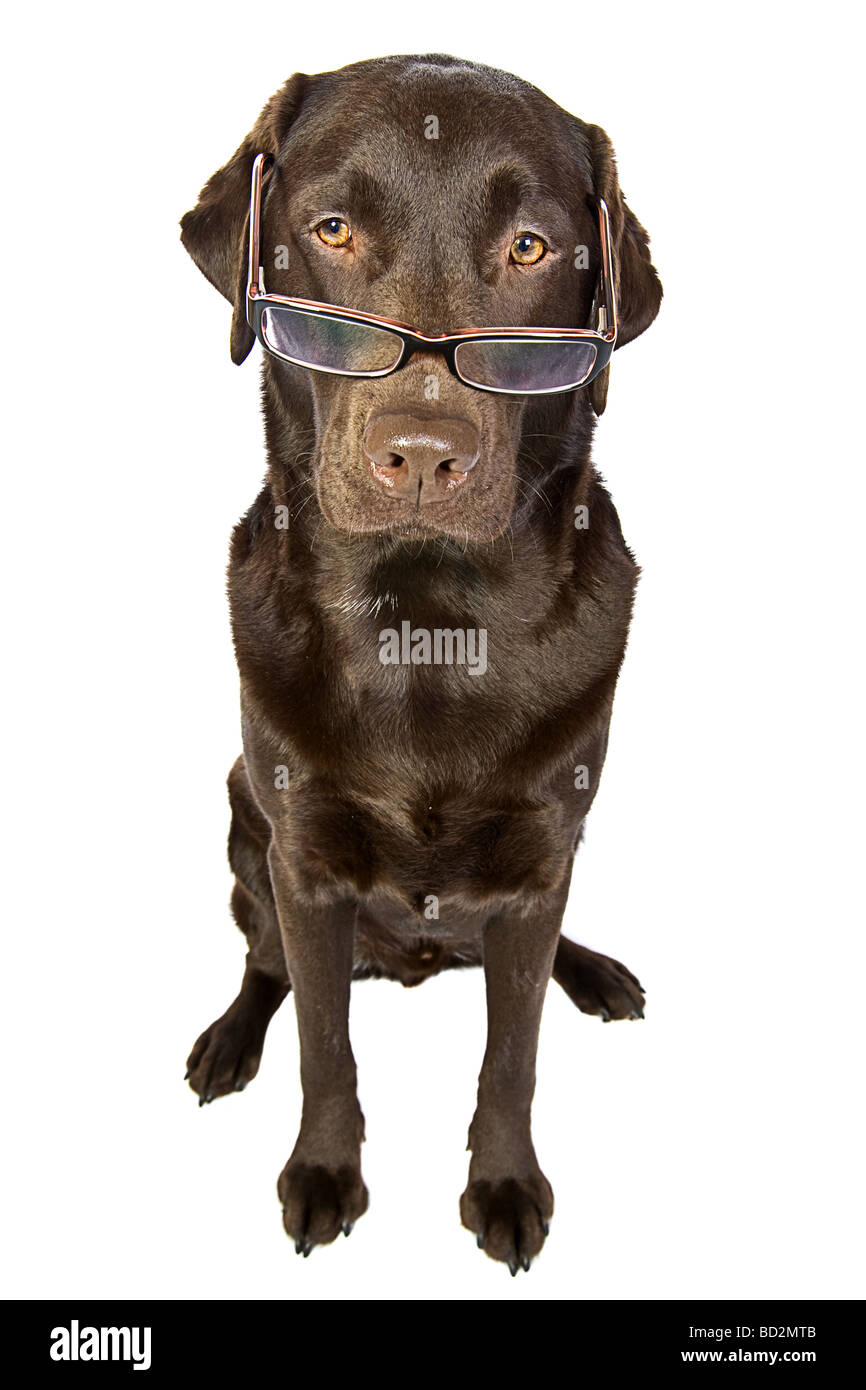 White background chocolate labrador Cut Out Stock Images & Pictures - Alamy