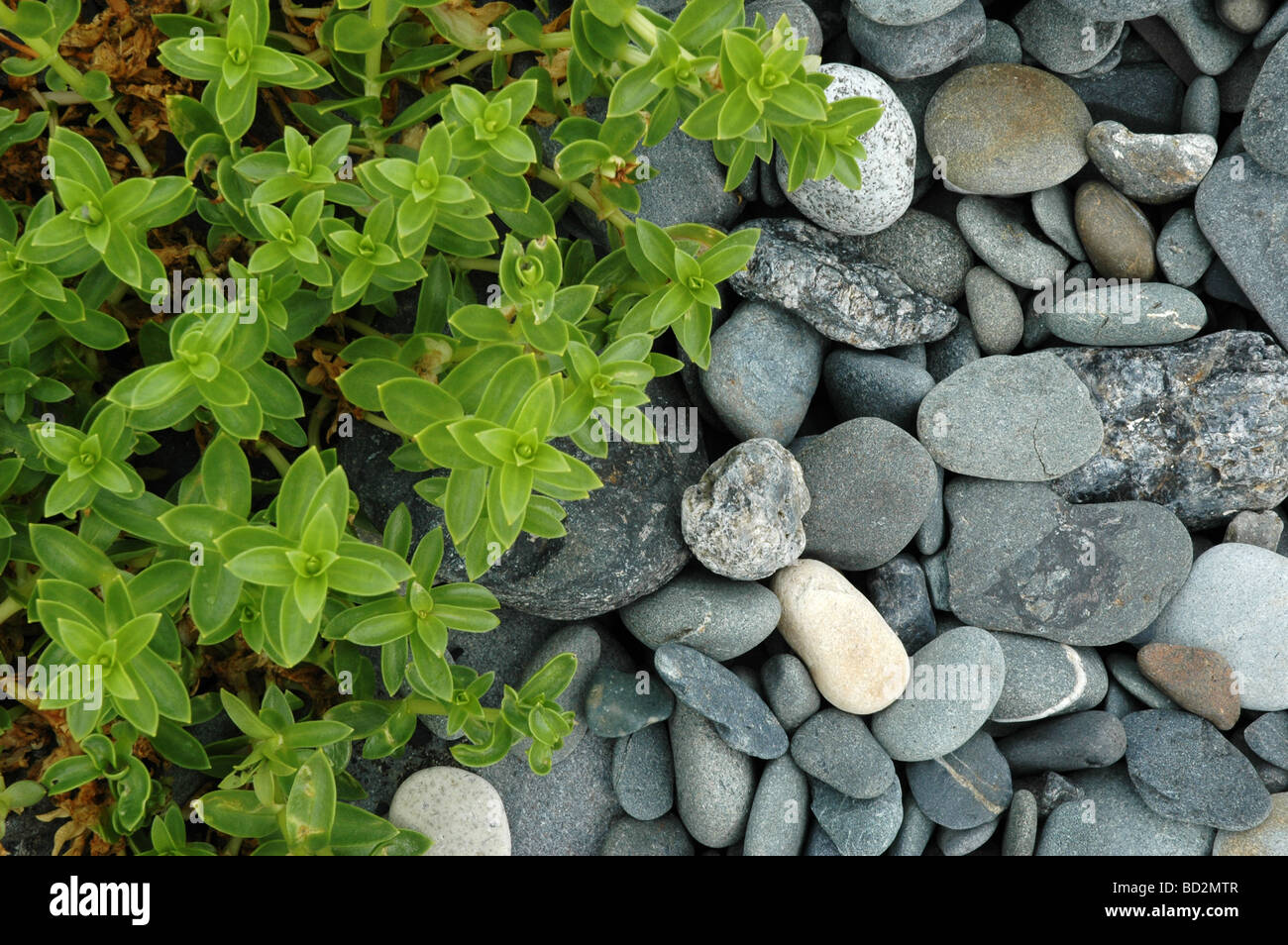 Flat, rounded pebbles on the foreshore Stock Photo - Alamy