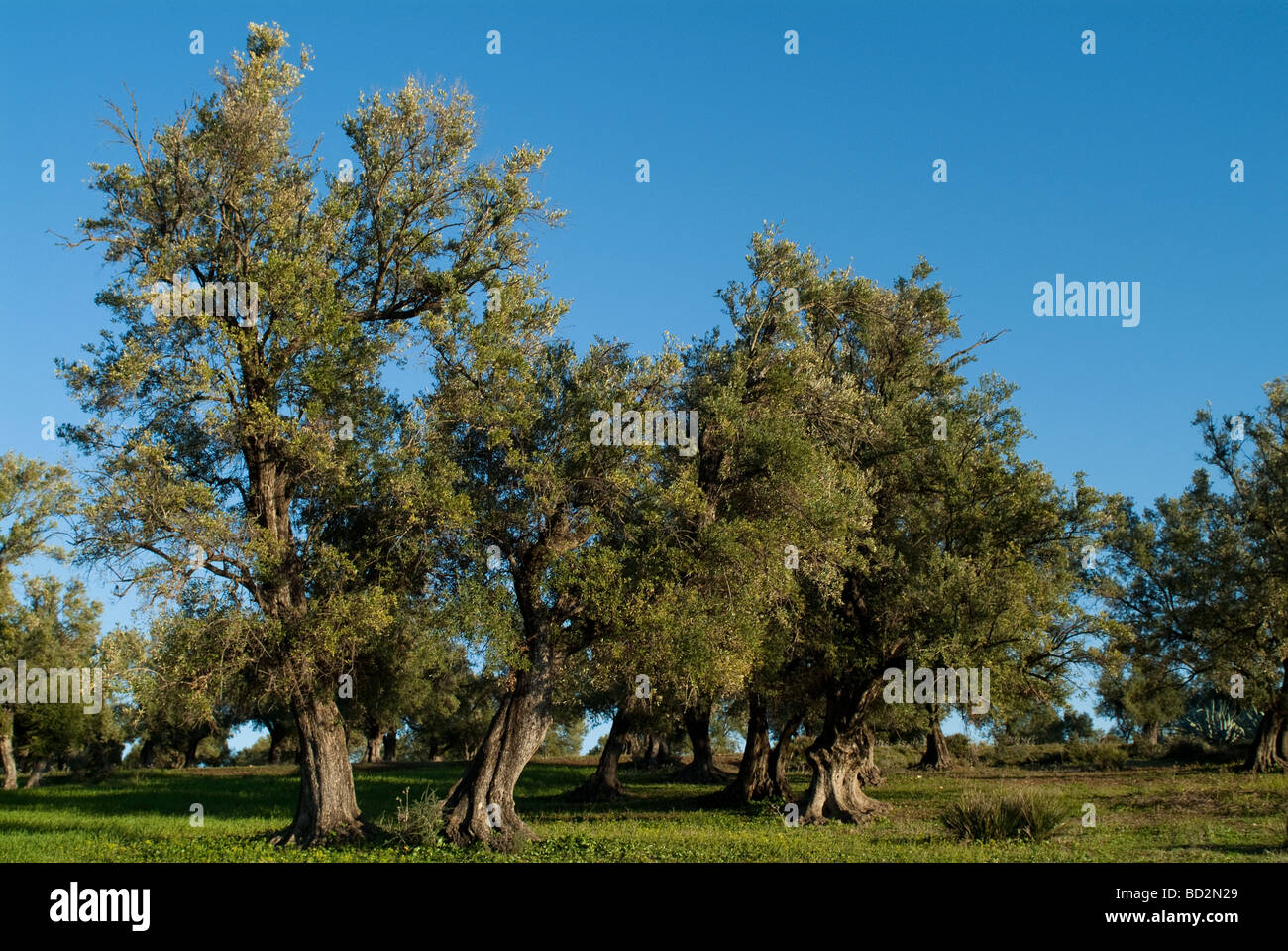 Olive trees Morocco Stock Photo - Alamy
