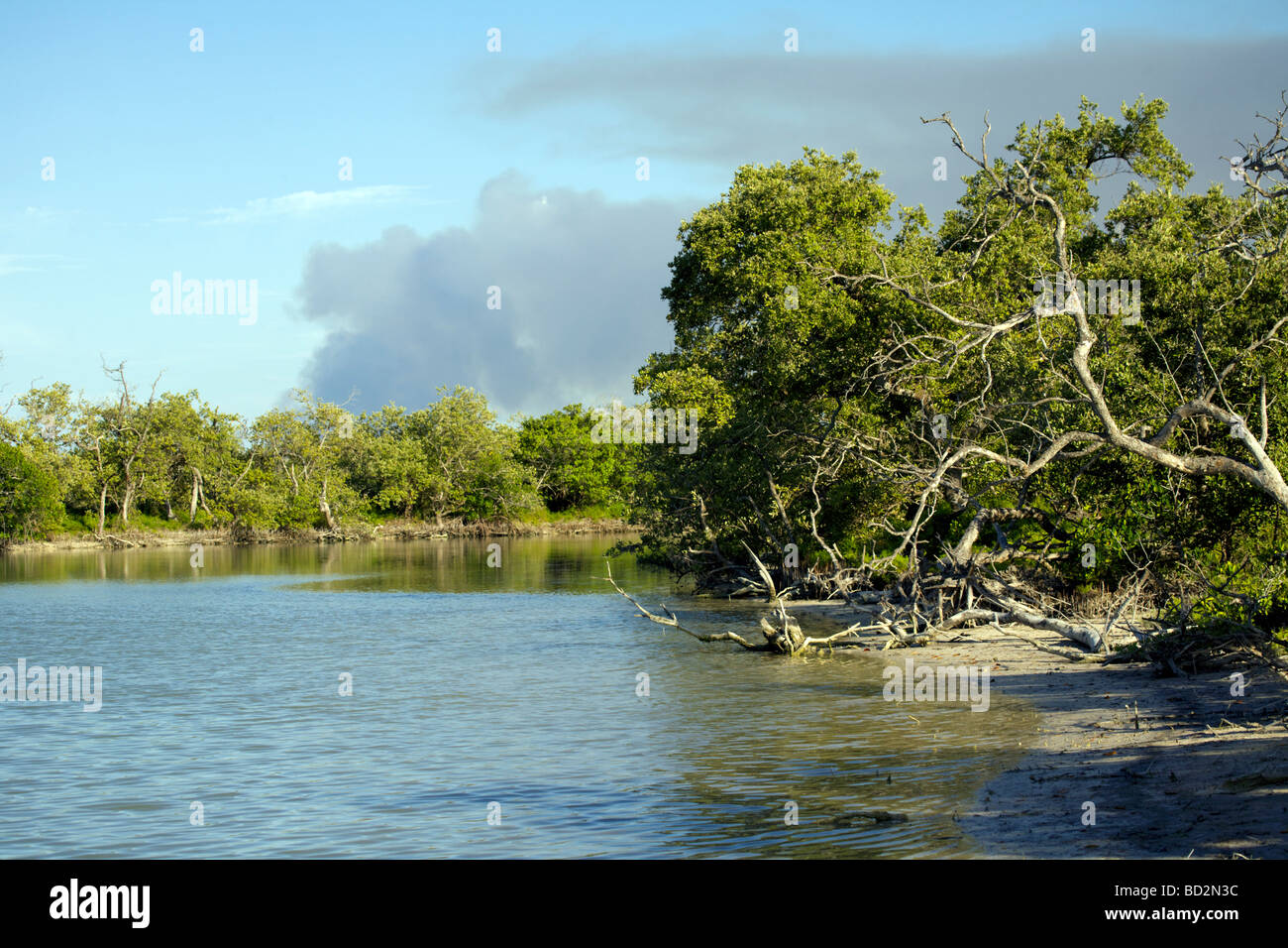 Mangrove swamp on Holbox Island, Quintana Roo, Yucatán Peninsula ...