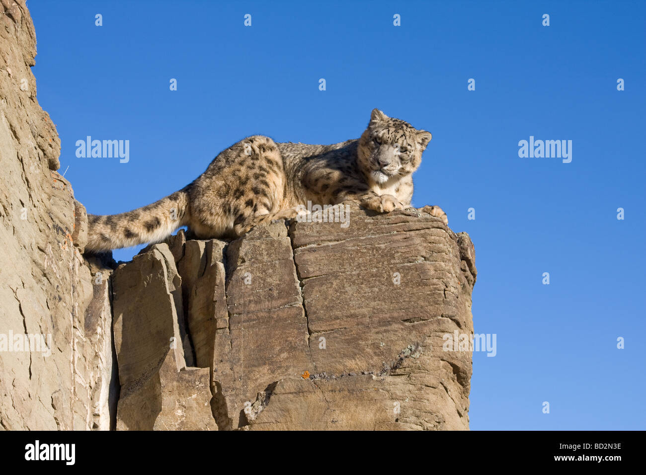 Snow leopard on rock Stock Photo - Alamy
