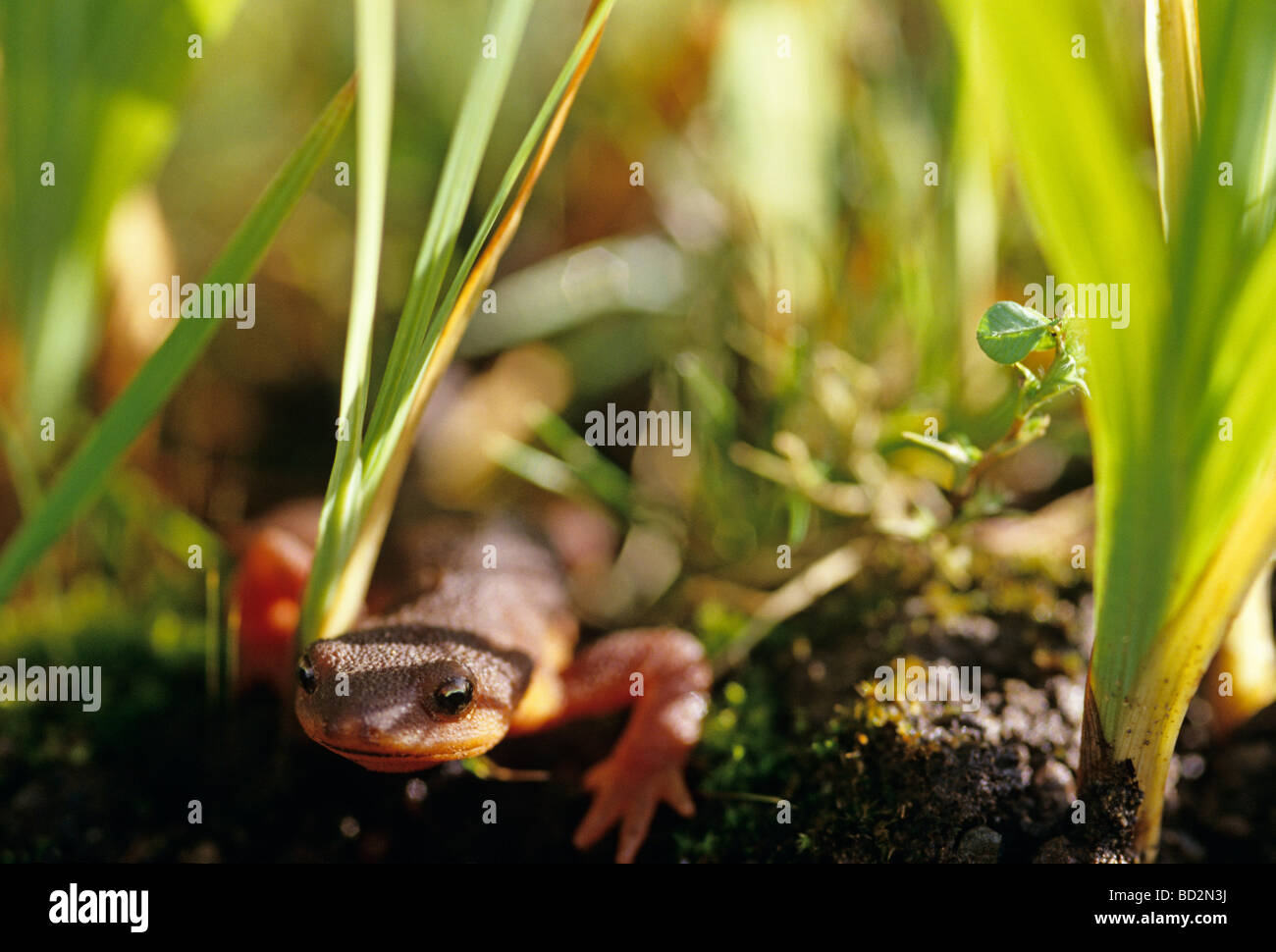 A rough skinned newt on the ground amongst leaves and grass taricha ...