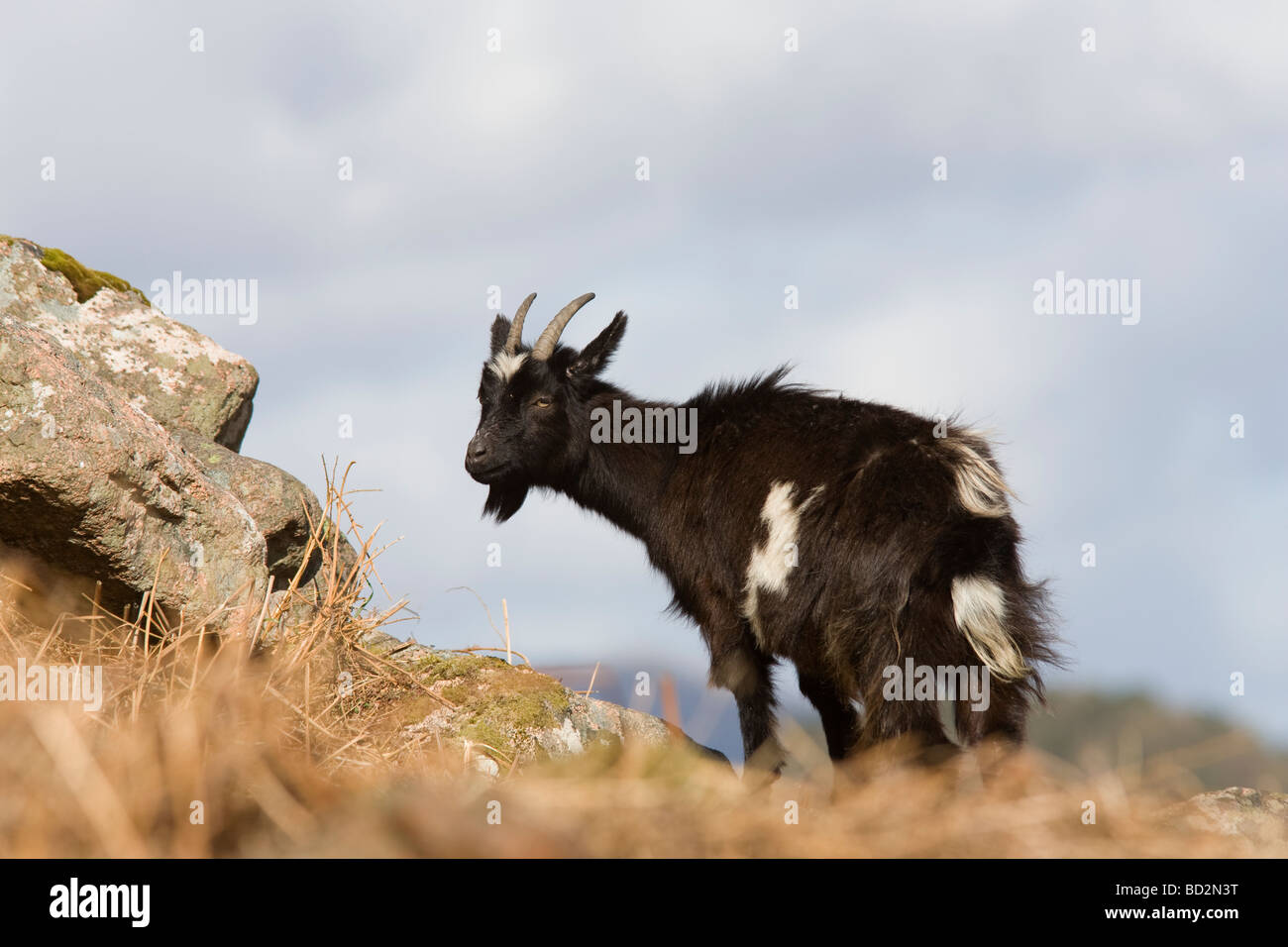 Feral goat Capra hircus on hills above Loch Linnhe West Scotland Stock ...