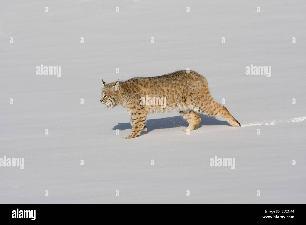 Bobcat in snow Stock Photo - Alamy